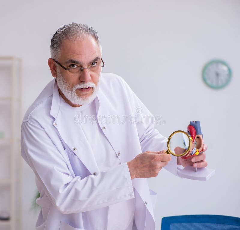 Old Male Cardiologist Explaining Human Heart Structure Stock Image ...
