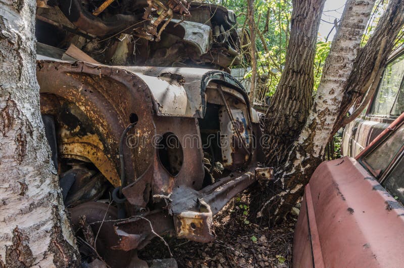 Old cars and trees grown stock photo. Image of lost - 128360456