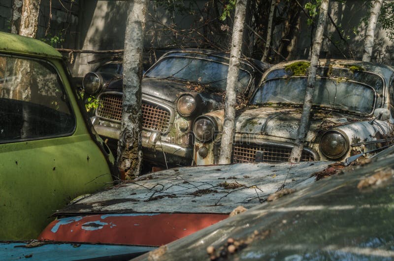 Old Cars and Trees at the Junkyard Stock Photo - Image of fascination ...