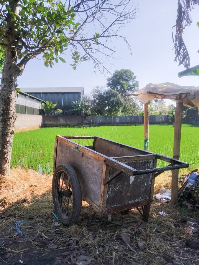 Old Cart beside the Rice Field Stock Photo - Image of transport, cart ...