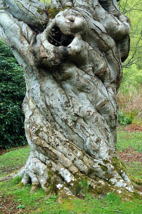 Old carved tree stock photo. Image of twisted, wood, carved - 694966