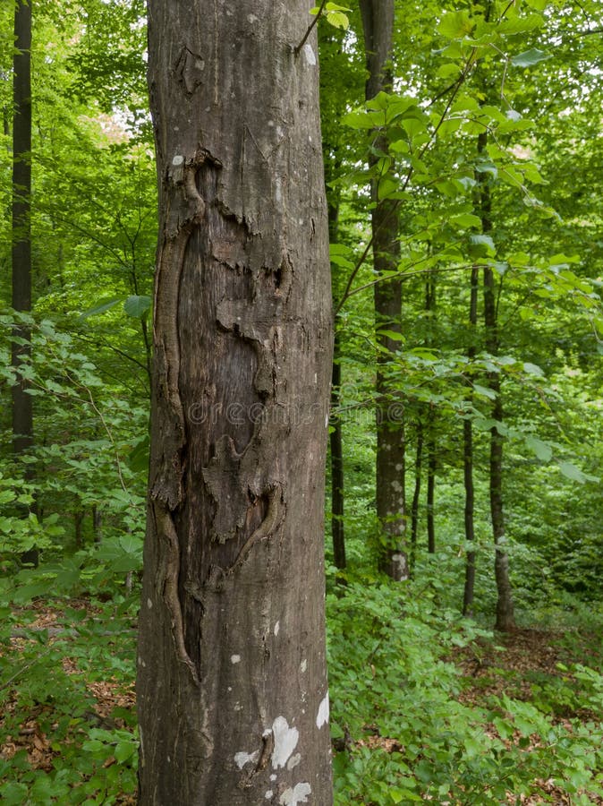 Scar of a Damaged Bark on a Pine Tree Stock Photo - Image of crumbling ...