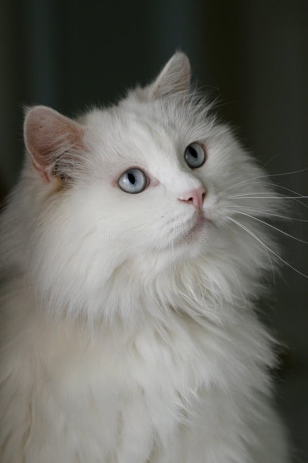 Cat 11 Years Old Human Stock Photos - Free & Royalty-Free Stock Photos ...