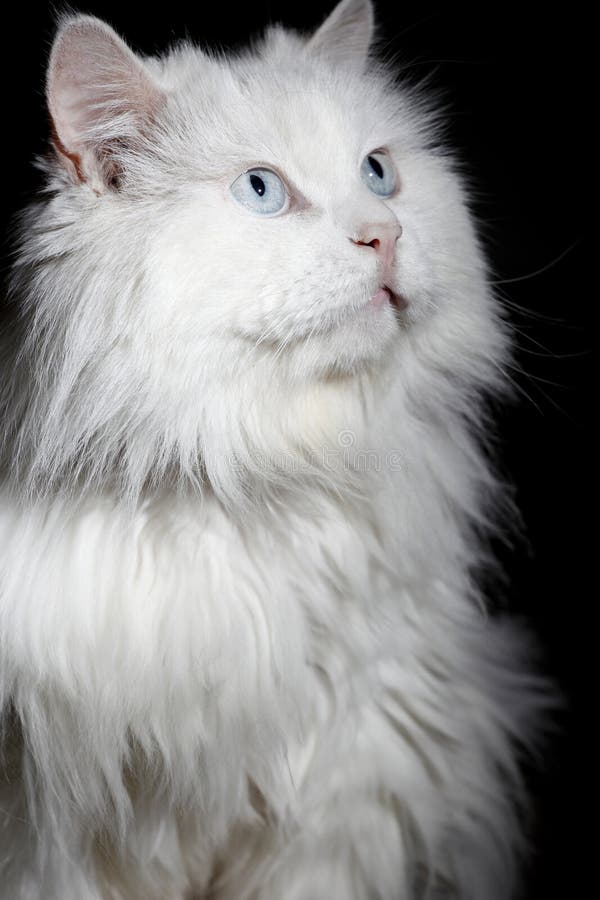Old cat s portrait stock image. Image of color, discovery - 10700015