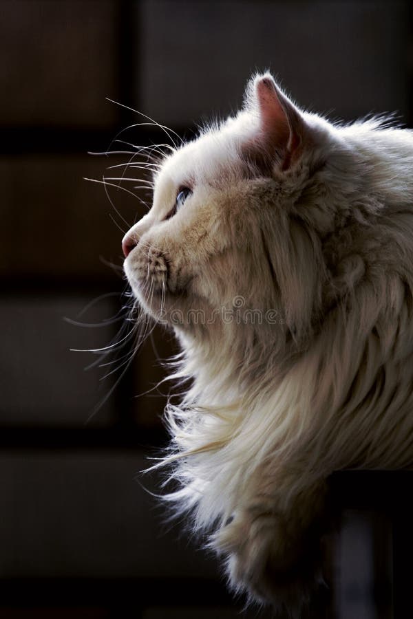 Portrait of the old cat. stock photo. Image of cats, lonely - 7135478