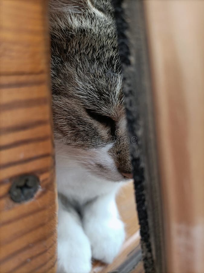 Old Cat Sleeps in a Wooden Booth Stock Photo - Image of sleeps, booth ...