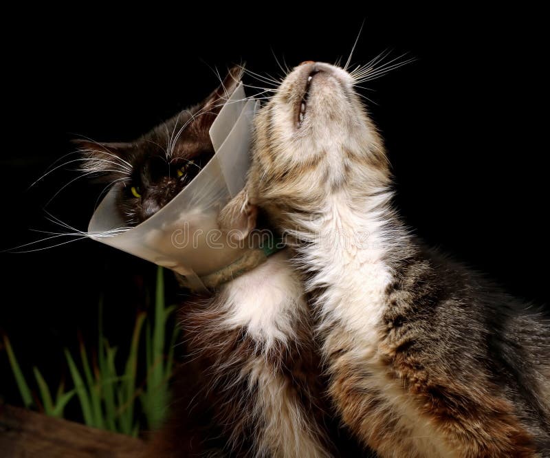 Old cats stock image. Image of animal, outdoors, plastic - 1984511