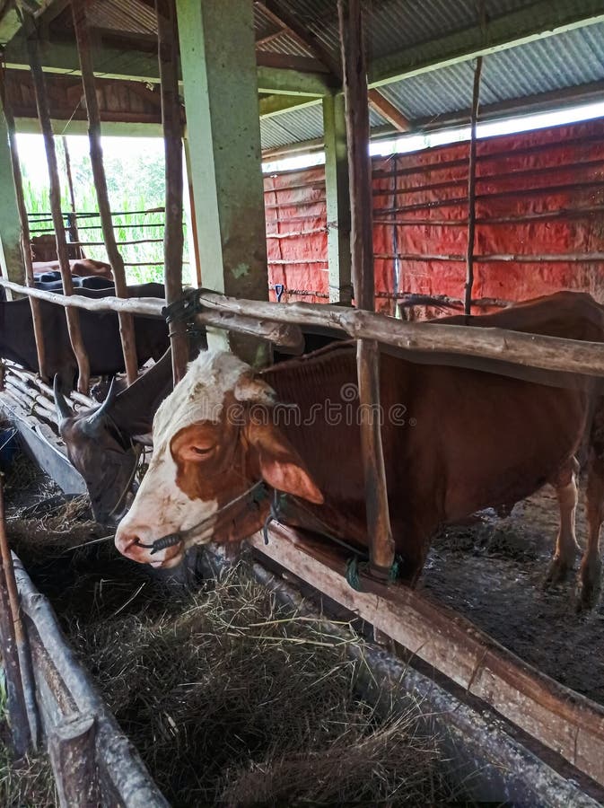 Old cattle farm stock photo. Image of wood, agriculture - 225943632
