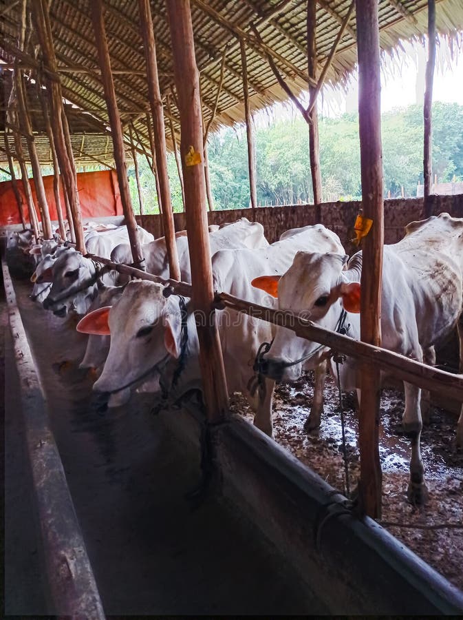 Old cattle farm stock image. Image of bird, winter, park - 225943643