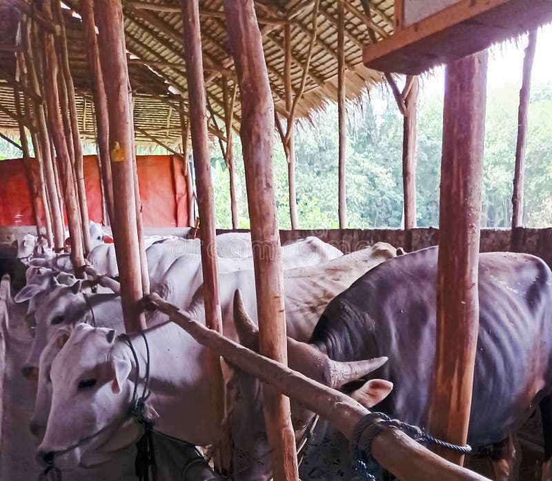 Old cattle farm stock image. Image of wildlife, temple - 225943653