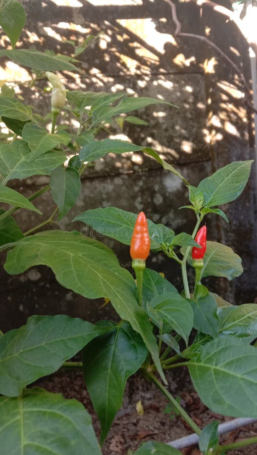 Old Cayenne Pepper Will Be Bright Red in Color and Taste Spicy. Stock ...