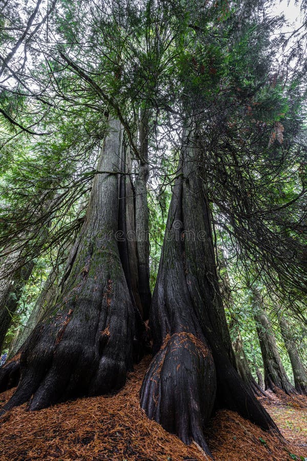 Old Cedar Groove stock image. Image of song, wood, property - 301913453