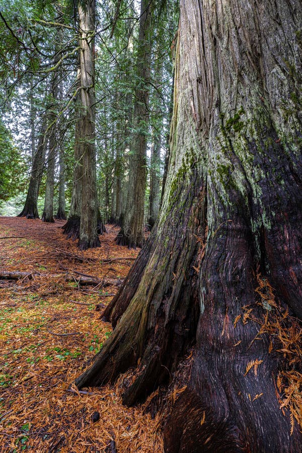 Old Cedar Groove stock photo. Image of environmental - 301913536