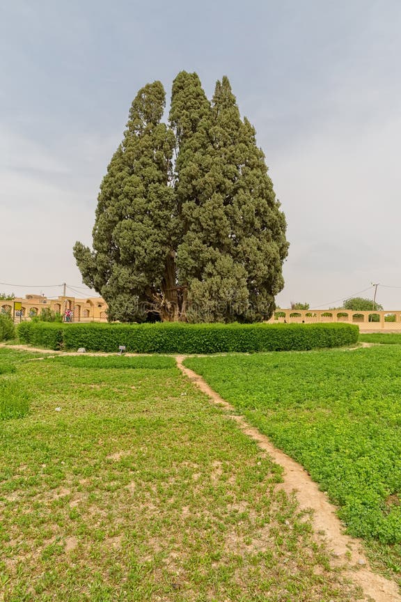 Old cedar tree stock image. Image of oldest, green, ancient - 65389939