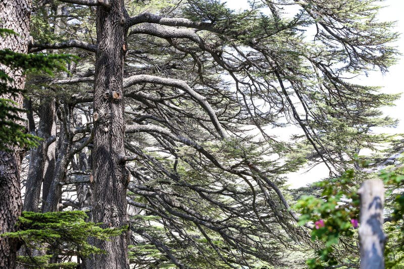 Old Cedar Tree at the Cedars of God Forest in Bsharri, Northern ...