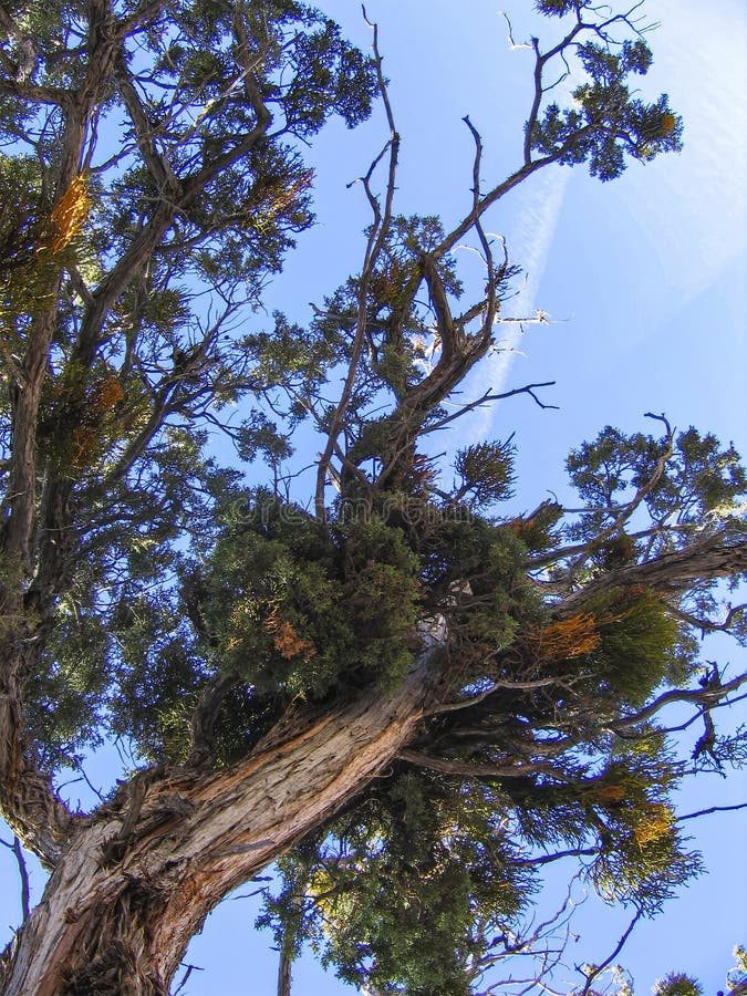 Old Cedar Tree at Grand Canyon, Arizona Stock Photo - Image of south ...