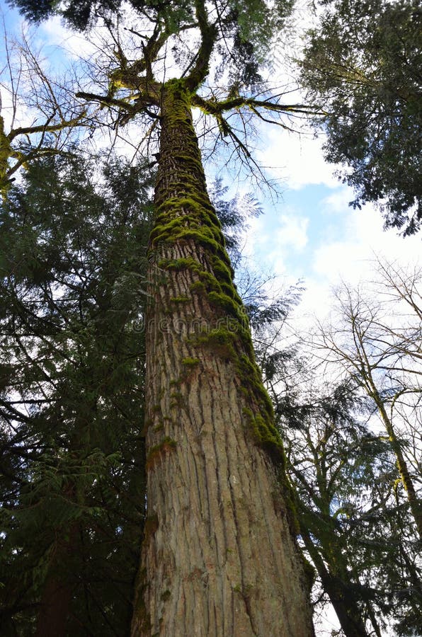 Old Cedar Tree Covered in Moss Stock Photo - Image of growing, tall ...