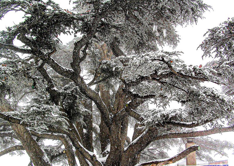 437 Beautiful Old Lebanon Cedar Tree Stock Photos - Free & Royalty-Free ...