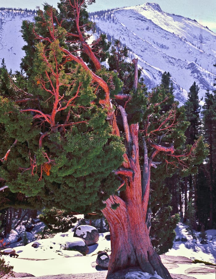 Old Cedar Tree in Snow Covered Mountains Stock Photo - Image of tree ...