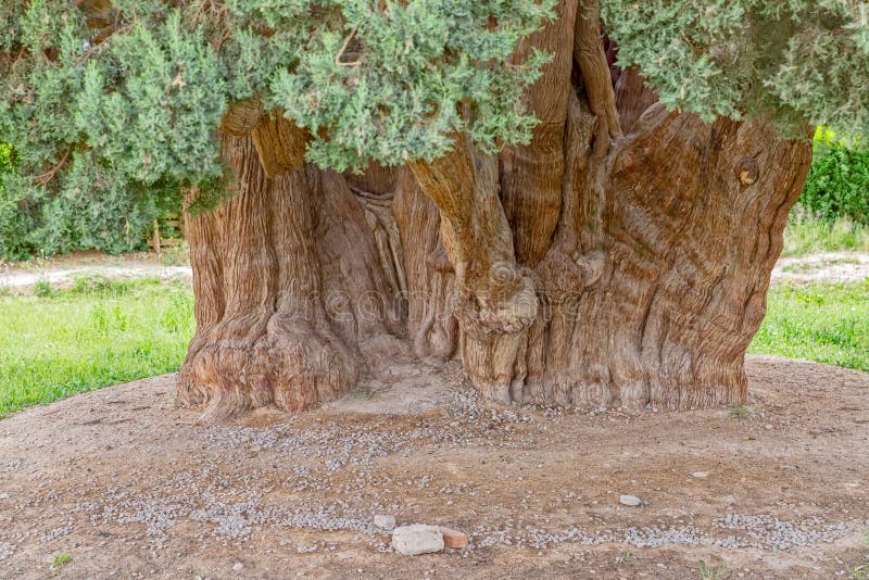 Old cedar tree trunk stock photo. Image of civilization - 65461206