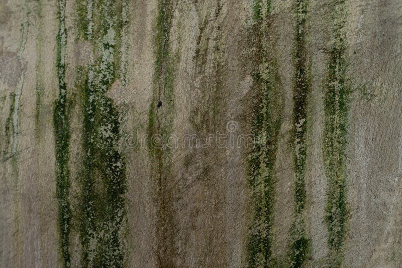 Old Cement Wall , Algae Surface with Cement Wall Stock Image - Image of ...