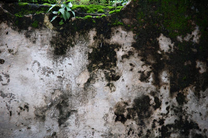 Old cement wall. stock photo. Image of structure, brickwall - 165354746