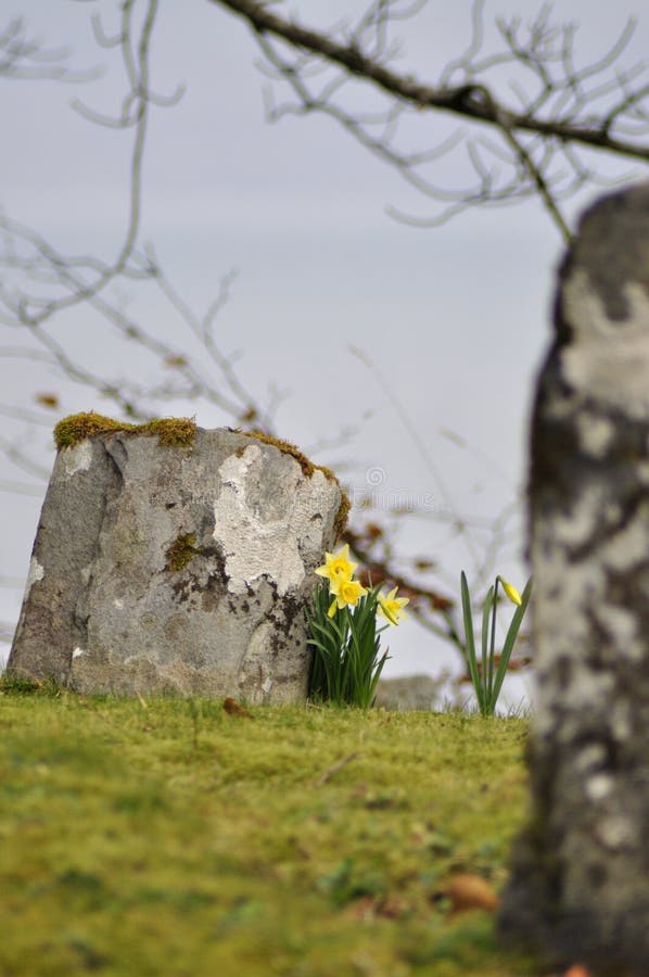 Gravestone with daffodils stock photo. Image of death - 29767414