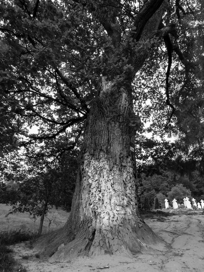 Old Cemetery Tree. BW Filter Applied Stock Photo - Image of people ...