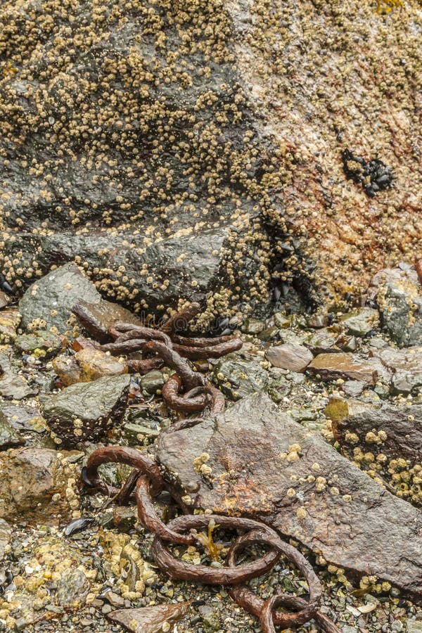 Old Chain & Barnacles stock image. Image of intertidal - 79002549