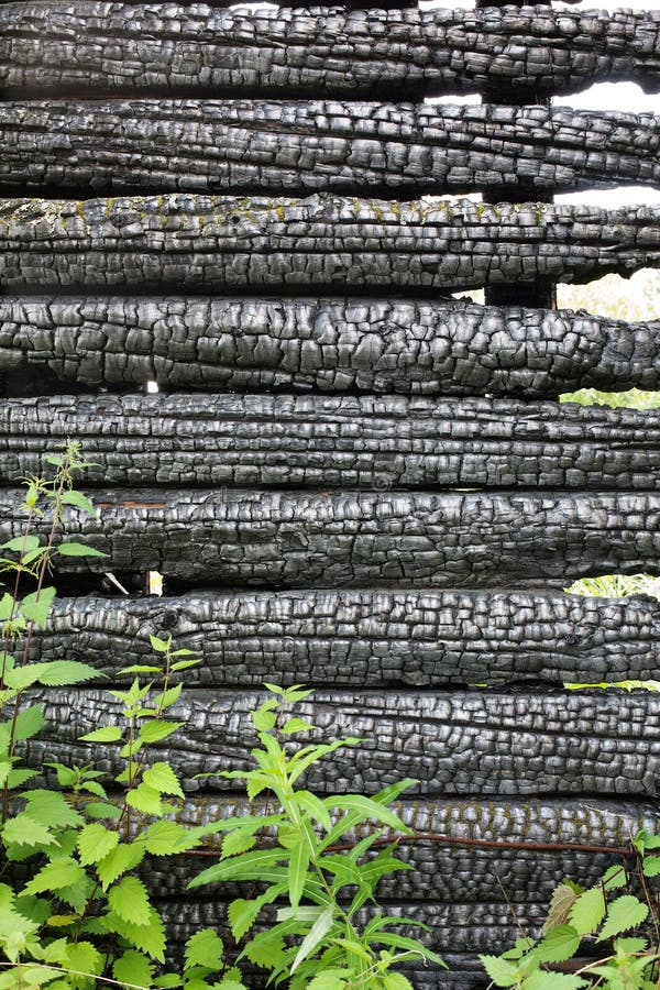 Bamboo branches isolated stock image. Image of nature - 6341109