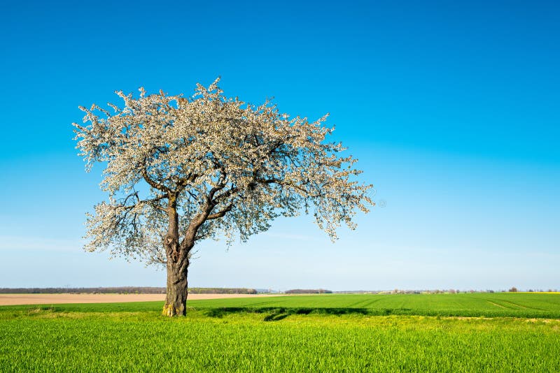 Old Cherry Tree in Full Bloom Under Blue Sky Stock Photo - Image of ...