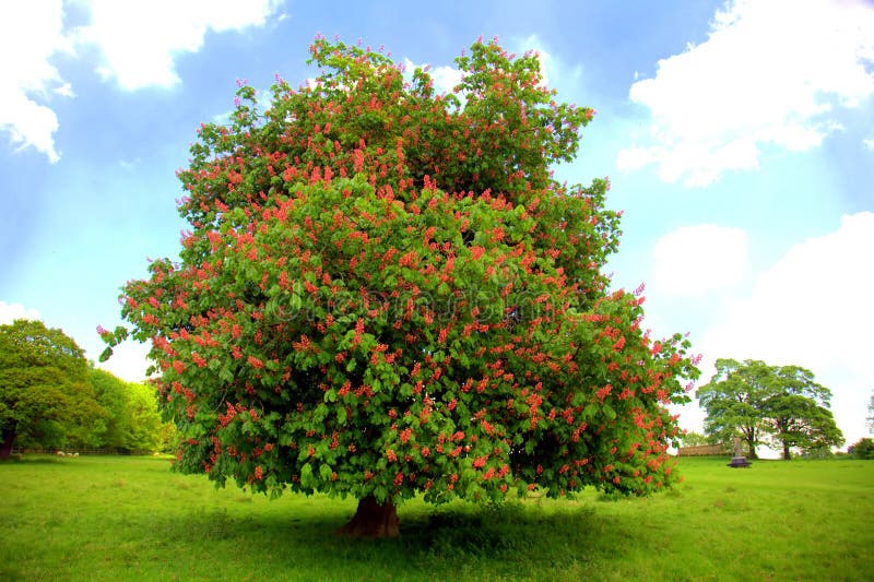 Large elm tree stock photo. Image of high, fall, ecology - 21749644