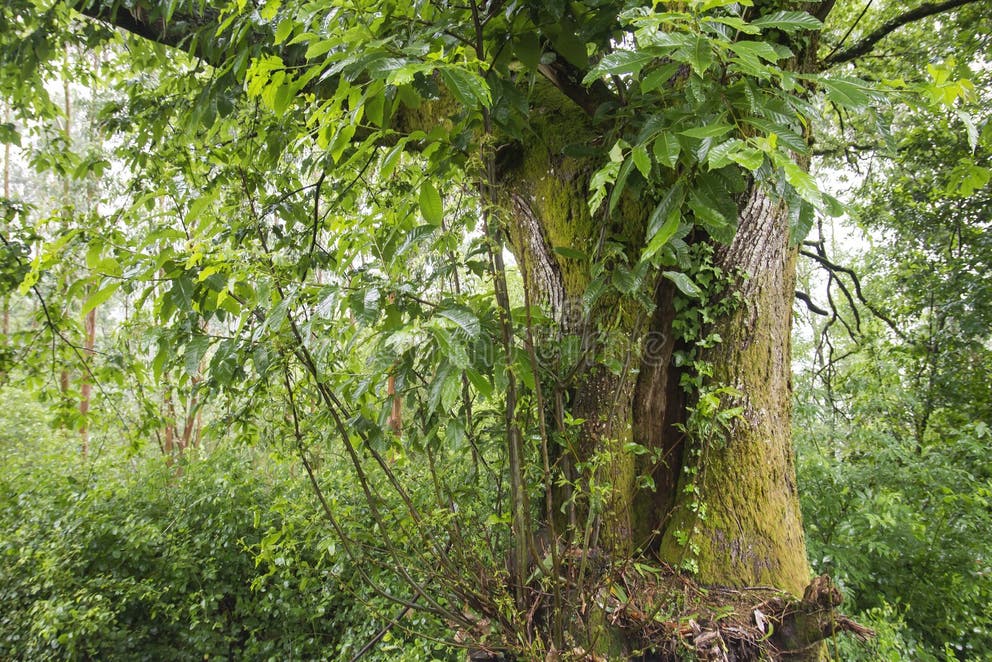 Old chestnut tree stock photo. Image of freshness, chestnut - 163967740