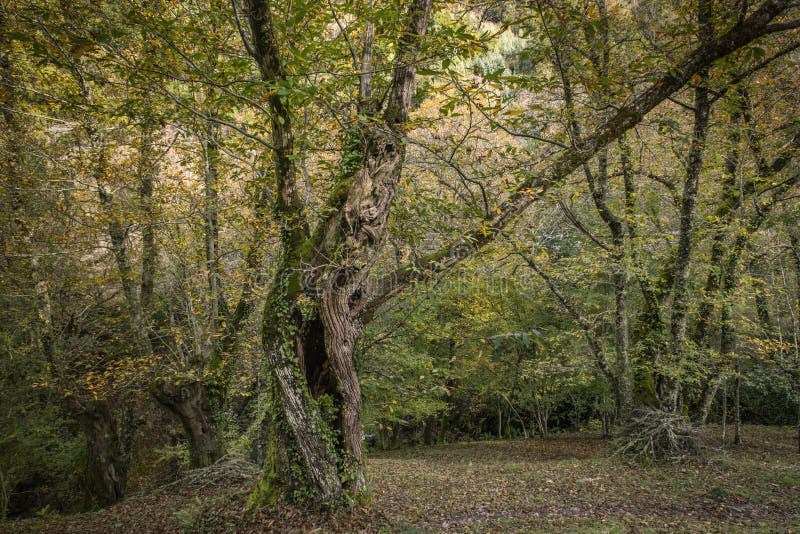 Old Chestnut Tree in Autumnal Forest Stock Photo - Image of agrarian ...