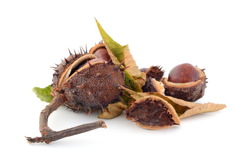 Old chestnuts stock photo. Image of chestnuts, closeup - 27435040
