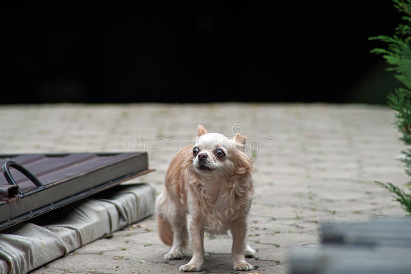 Old Chihuahua Dog Barks. Small Beige Dog on a Light Background Stock ...
