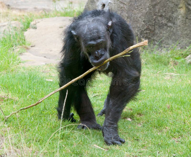 Hairy Granny Mother Stock Photos - Free & Royalty-Free Stock Photos ...