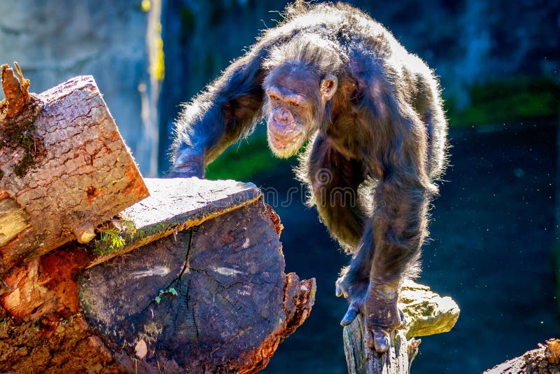 Old Chimpanzee climbing stock image. Image of states - 69090767