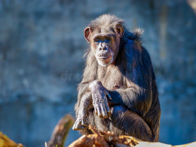 Old Chimpanzee resting stock image. Image of outdoors - 69090803