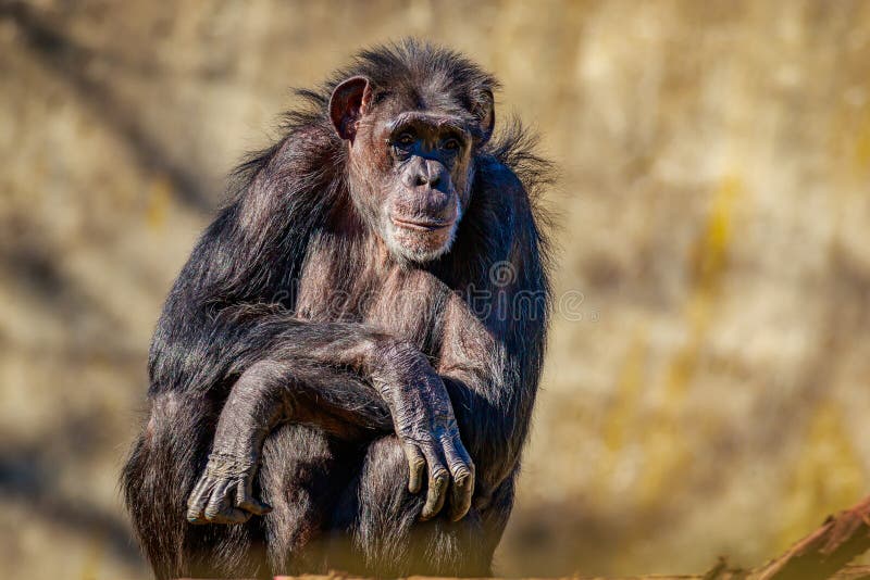 Old Chimpanzee resting stock photo. Image of mammals - 69090836