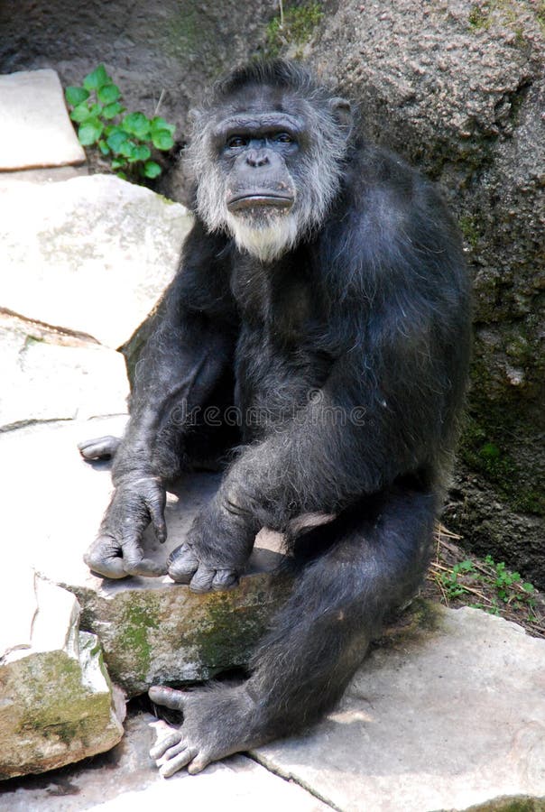 Chimpanzee Side View Stock Photos - Free & Royalty-Free Stock Photos ...