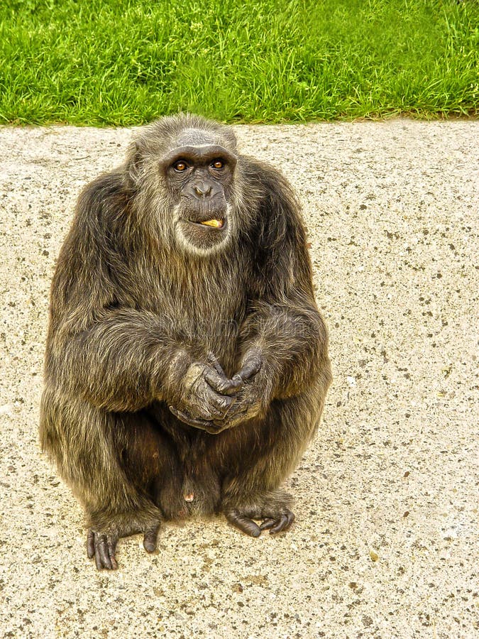 Old chimpanzee stock photo. Image of macaque, grass, chimpanze - 90614322