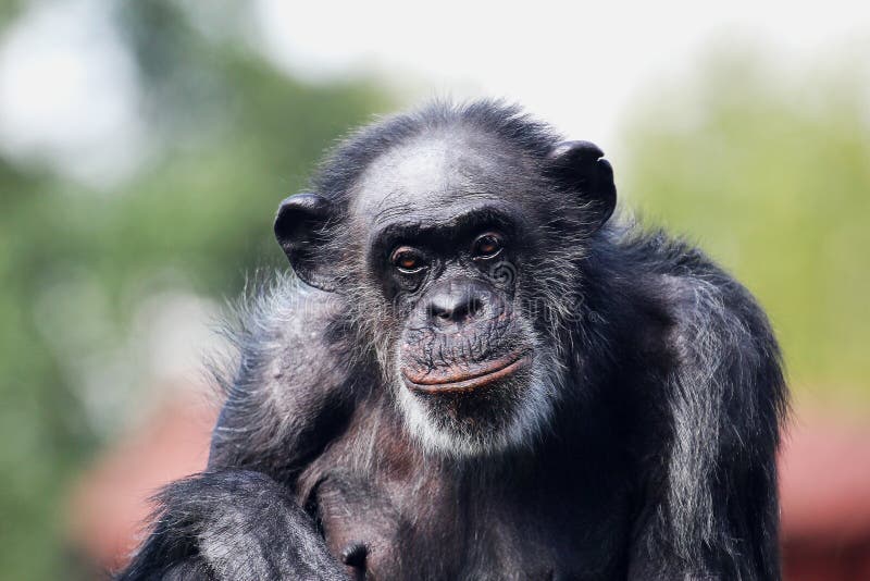 Chimpanzee Being Funny stock image. Image of orange, slender - 2528479