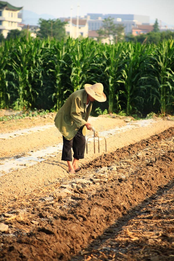 Old chinese farmer stock photo. Image of cornfield, adult - 19777644