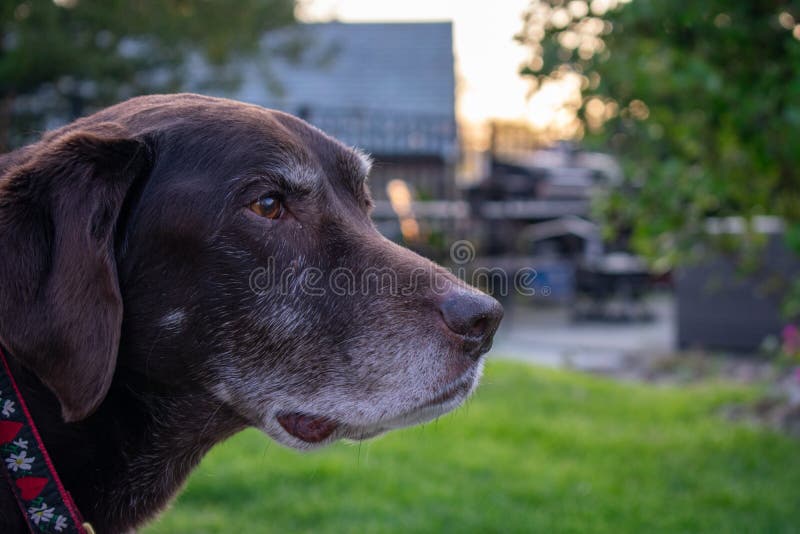 An Old Chocolate Labrador in a Suburban Backyard Stock Image - Image of ...