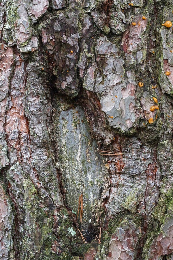 Old Christmas Tree Bark with Sticky Needles and Resin, Closeup Stock ...