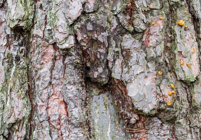 Old Christmas Tree Bark with Sticky Needles and Resin, Closeup Stock ...