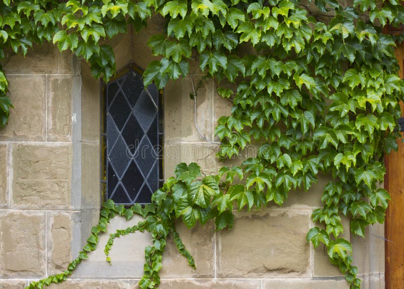 Old Church Window with Ivy Around Window Stock Image - Image of ...
