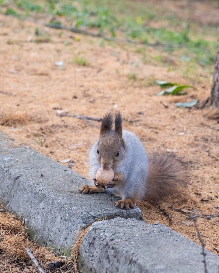 A Squirrel Sits on a Stone Curb and Gnaws a Nut, Holding it with Its ...
