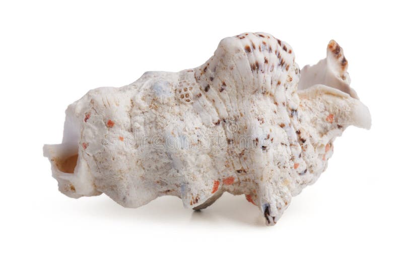 Old shell stock photo. Image of white, marine, skeleton - 38996922